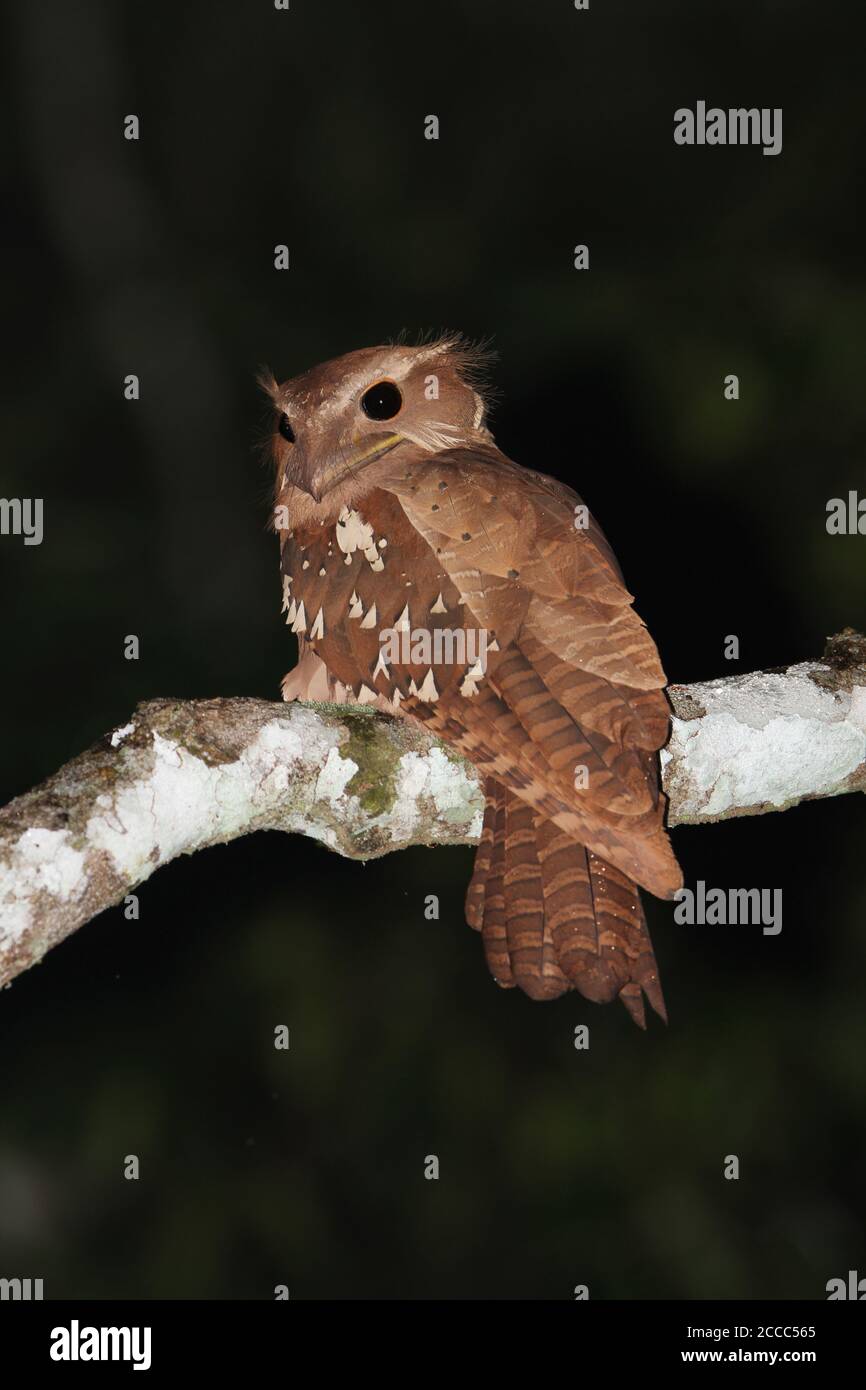 Large Frogmouth (Batrachostomus auritus) perched on a branch during the ...