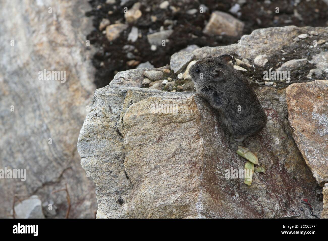 Large-eared Pika (Ochotona macrotis) climbing on rocks (Tibet Stock ...