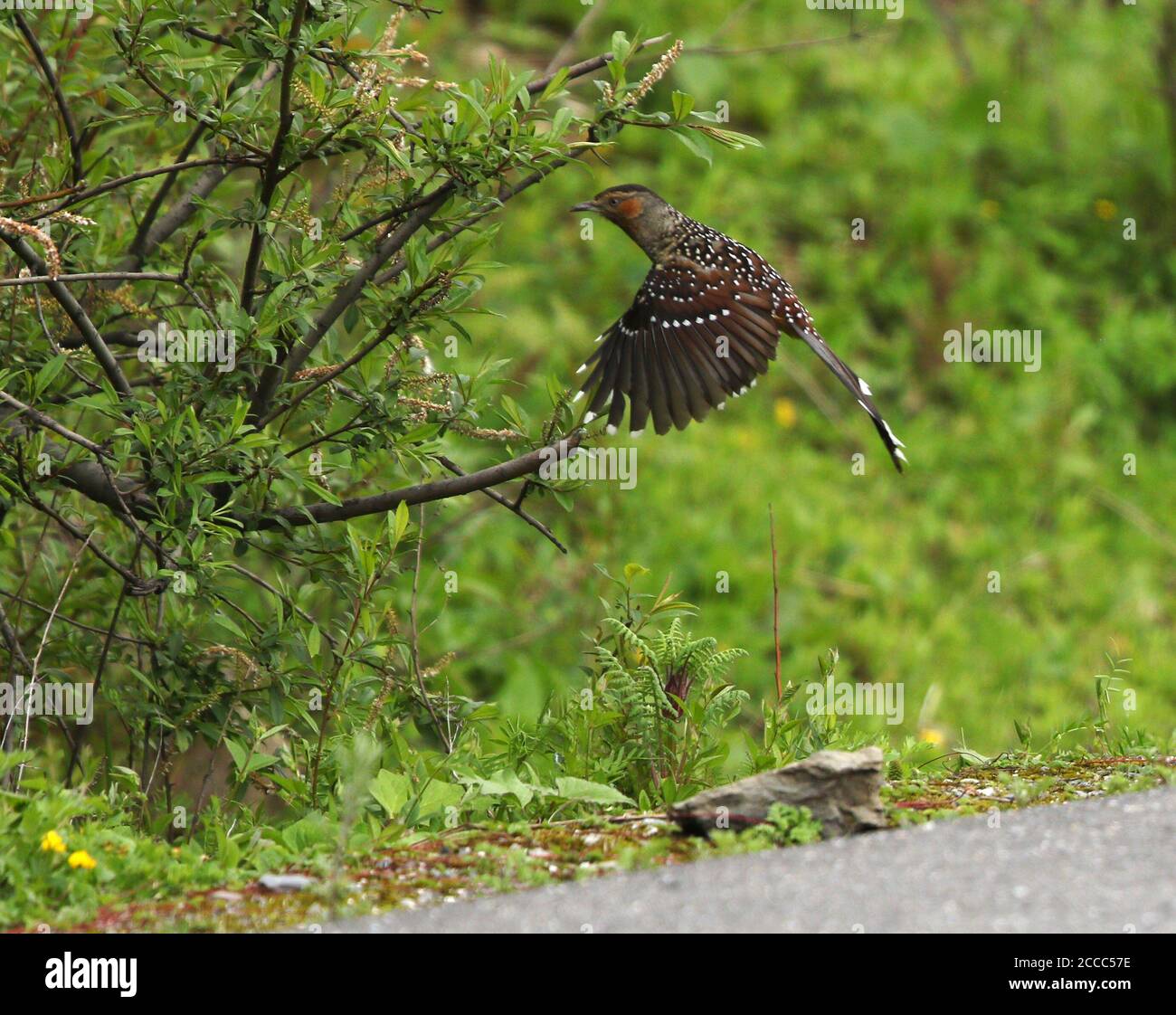 Giant Laughingthrush (Ianthocincla maxima) in montane temperate forest ...