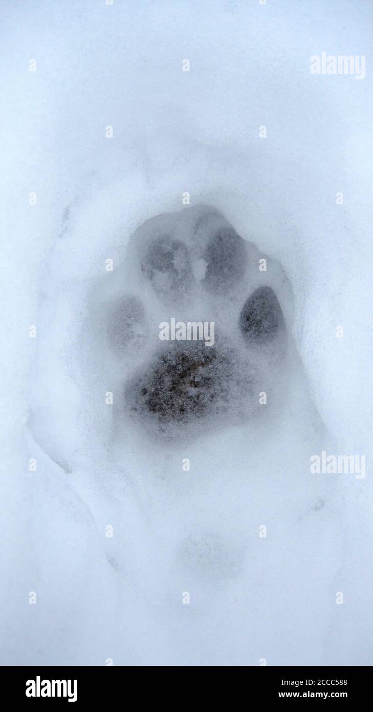 Snow Leopard (Panthera uncia) footprint in the snow Stock Photo - Alamy