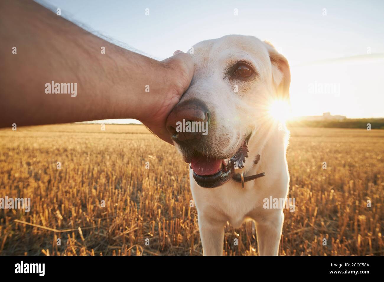 Man touching dog on field hi-res stock photography and images - Alamy