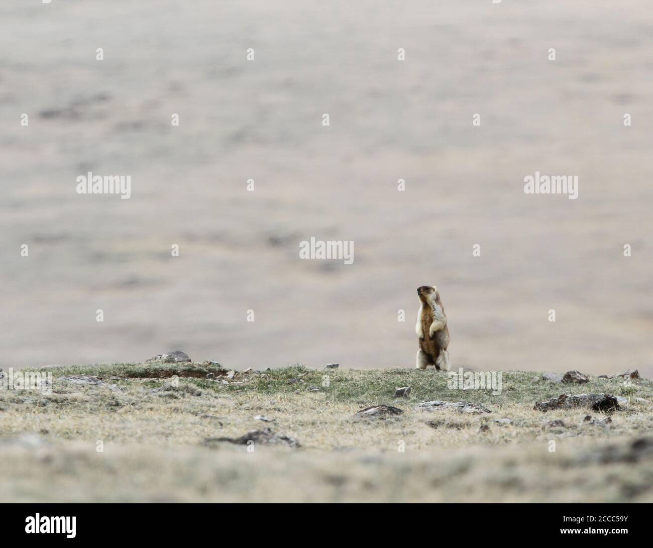Marmota sibirica hi-res stock photography and images - Alamy