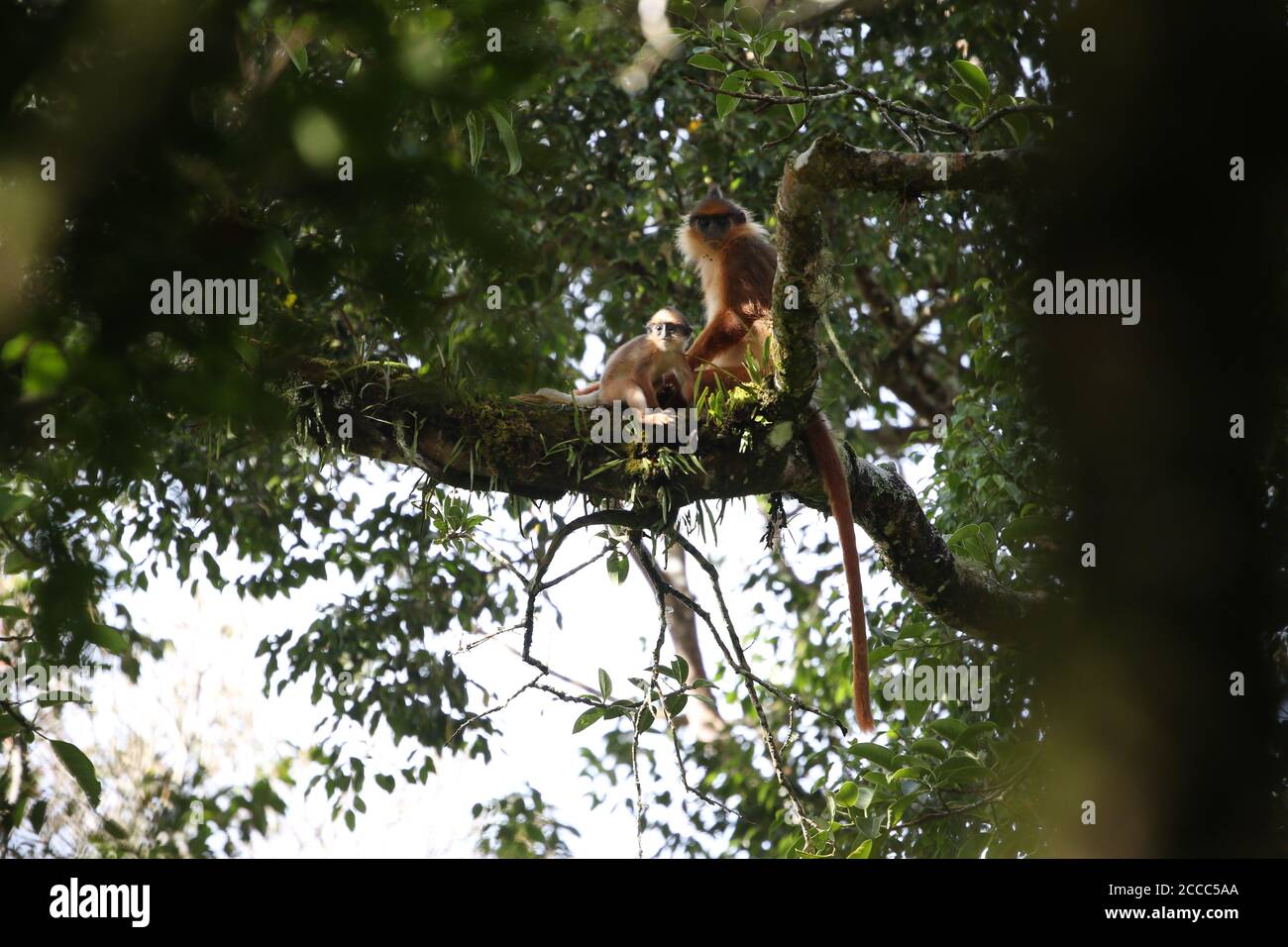 Sumatran surili hi-res stock photography and images - Alamy