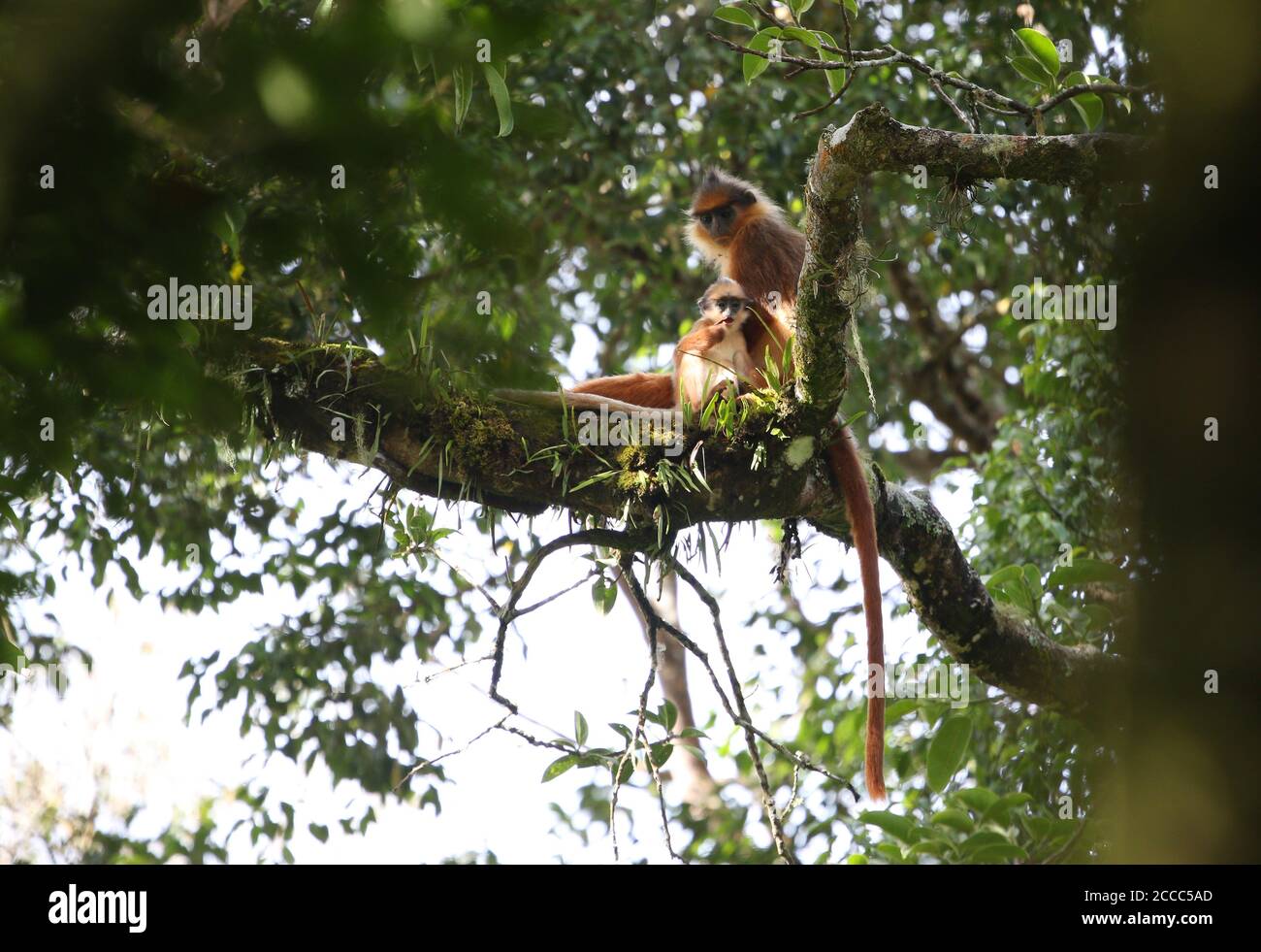 Sumatran surili hi-res stock photography and images - Alamy