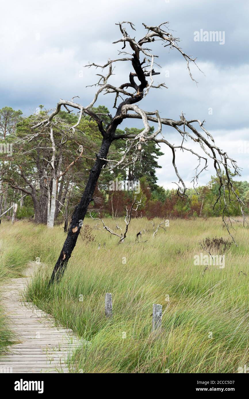 Thursley common nature reserve broadwalk remains after wild fires ...