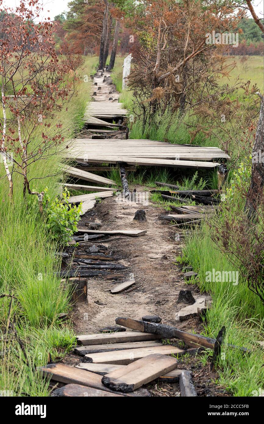Thursley common nature reserve broadwalk remains after wild fires ...