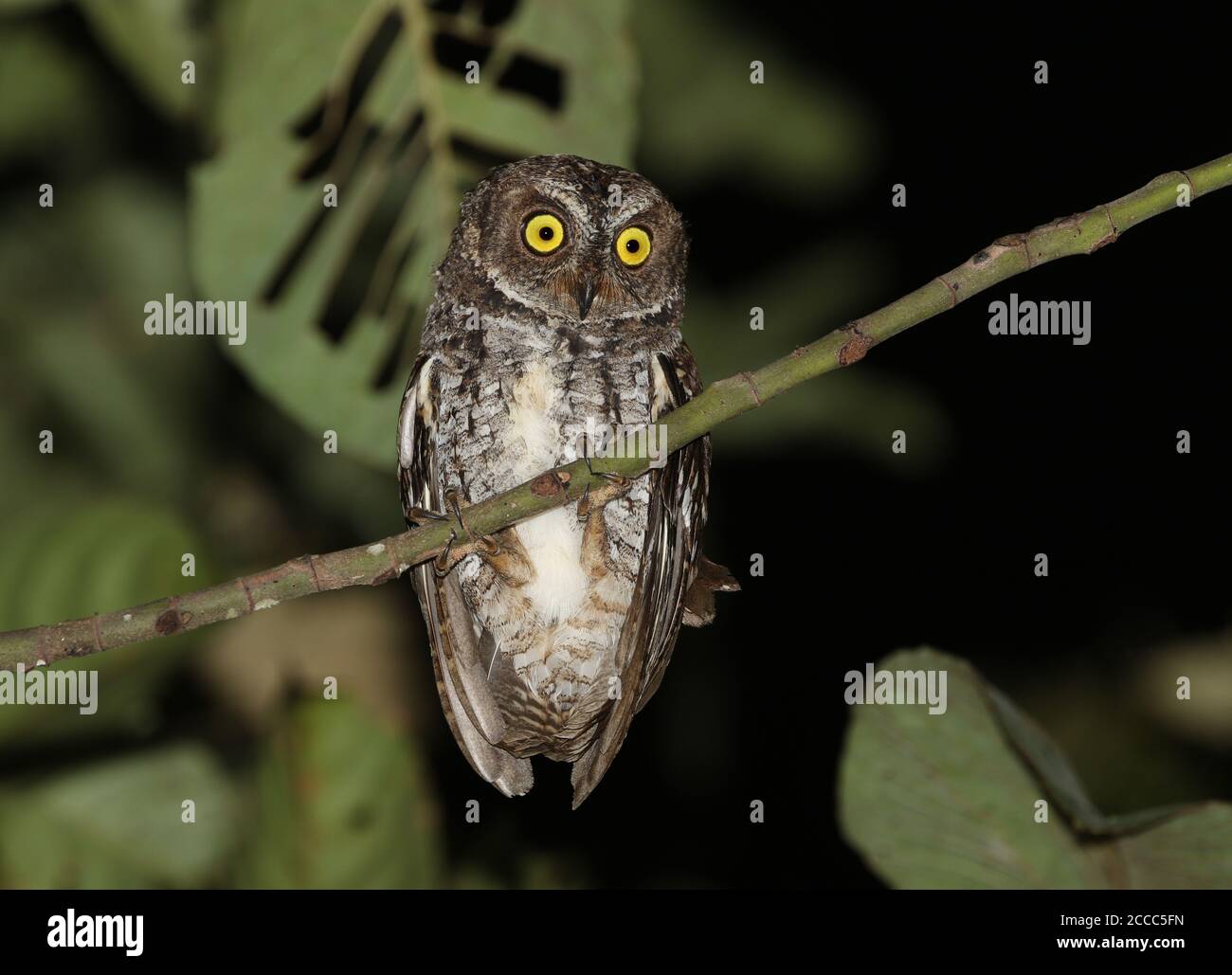 Indonesia scops owl hi-res stock photography and images - Alamy