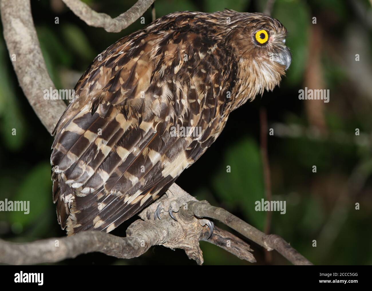 Buffy Fish Owl (Ketupa ketupu), perched on a thick branch in ...