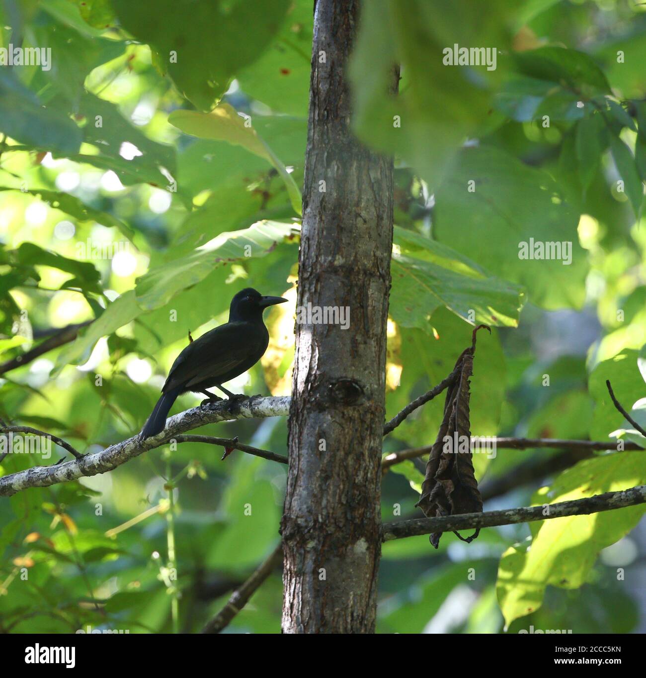 Obi Paradise Crow (Lycocorax obiensis) on Obi island, Indonesia ...