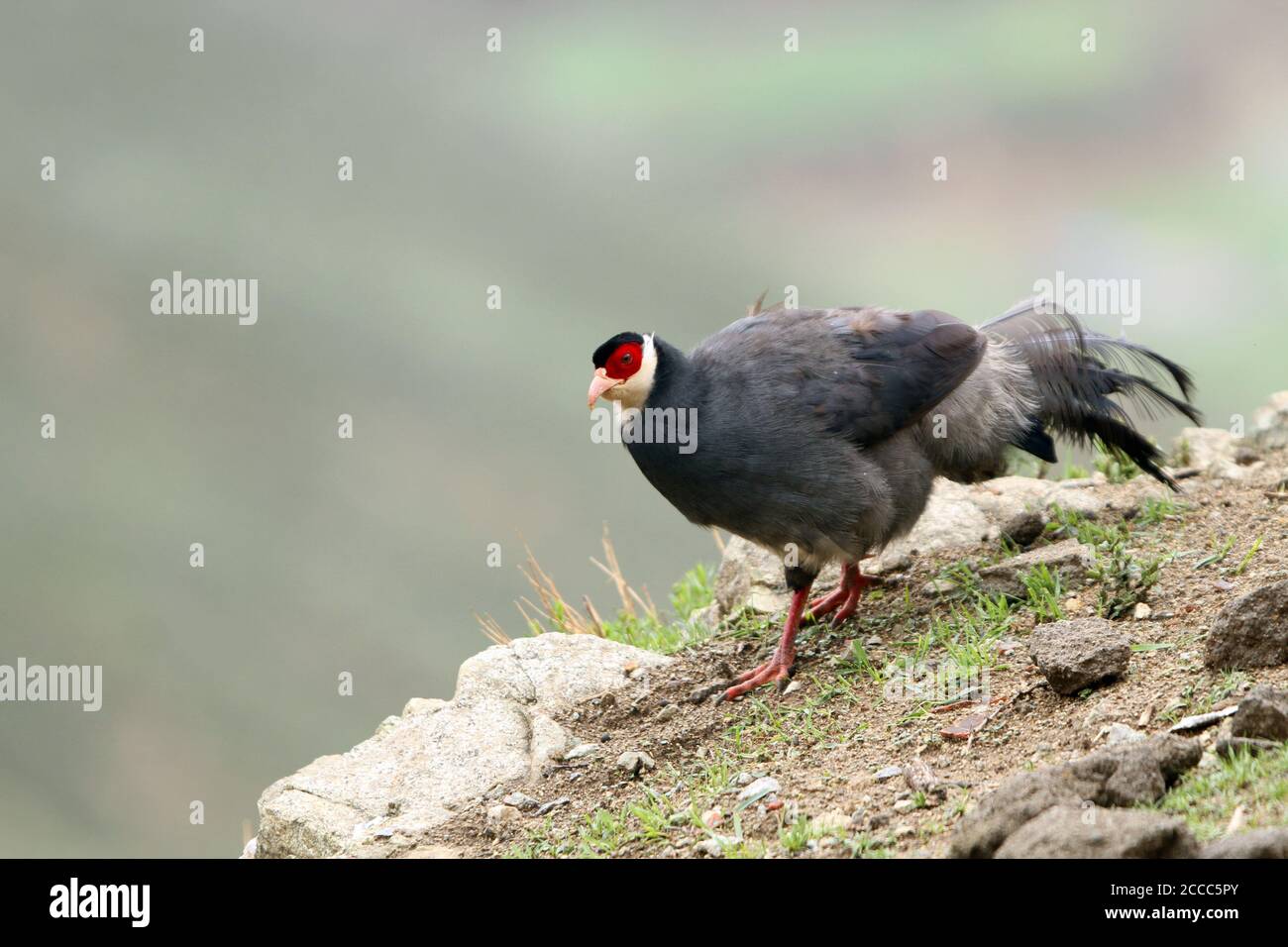 Tibetan eared pheasant (Crossoptilon harmani) a male walking around on ...