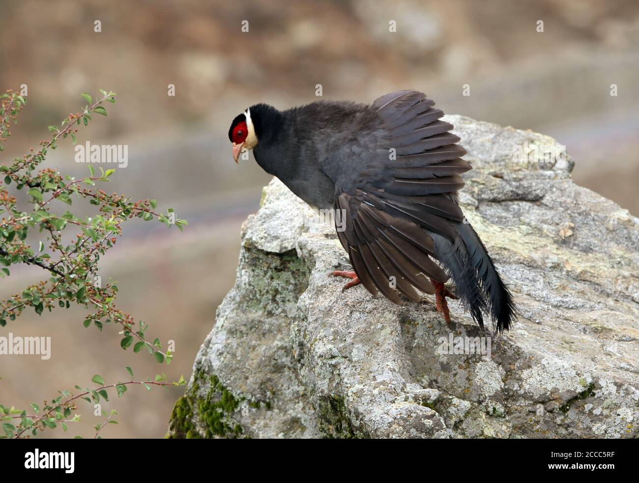 Tibetan eared pheasant (Crossoptilon harmani) a male with it's wings ...