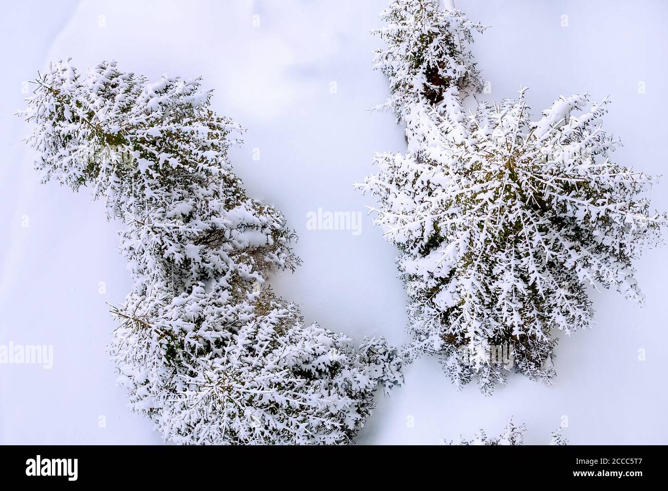 Winter snow covered pine trees, top view in alpine forest Stock Photo ...