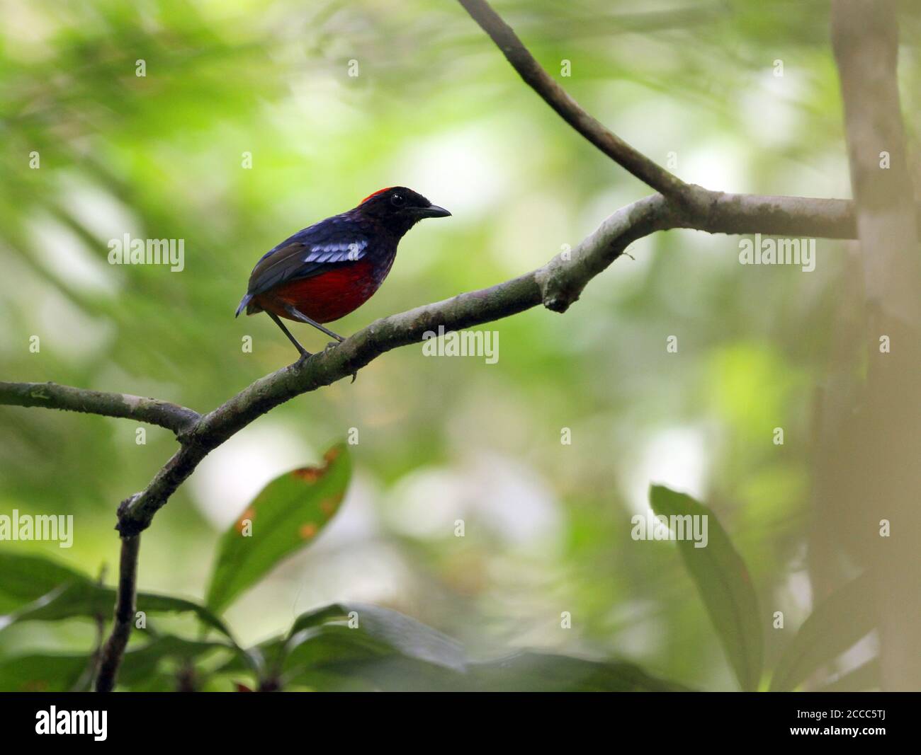 Pitta of malaysia hi-res stock photography and images - Alamy