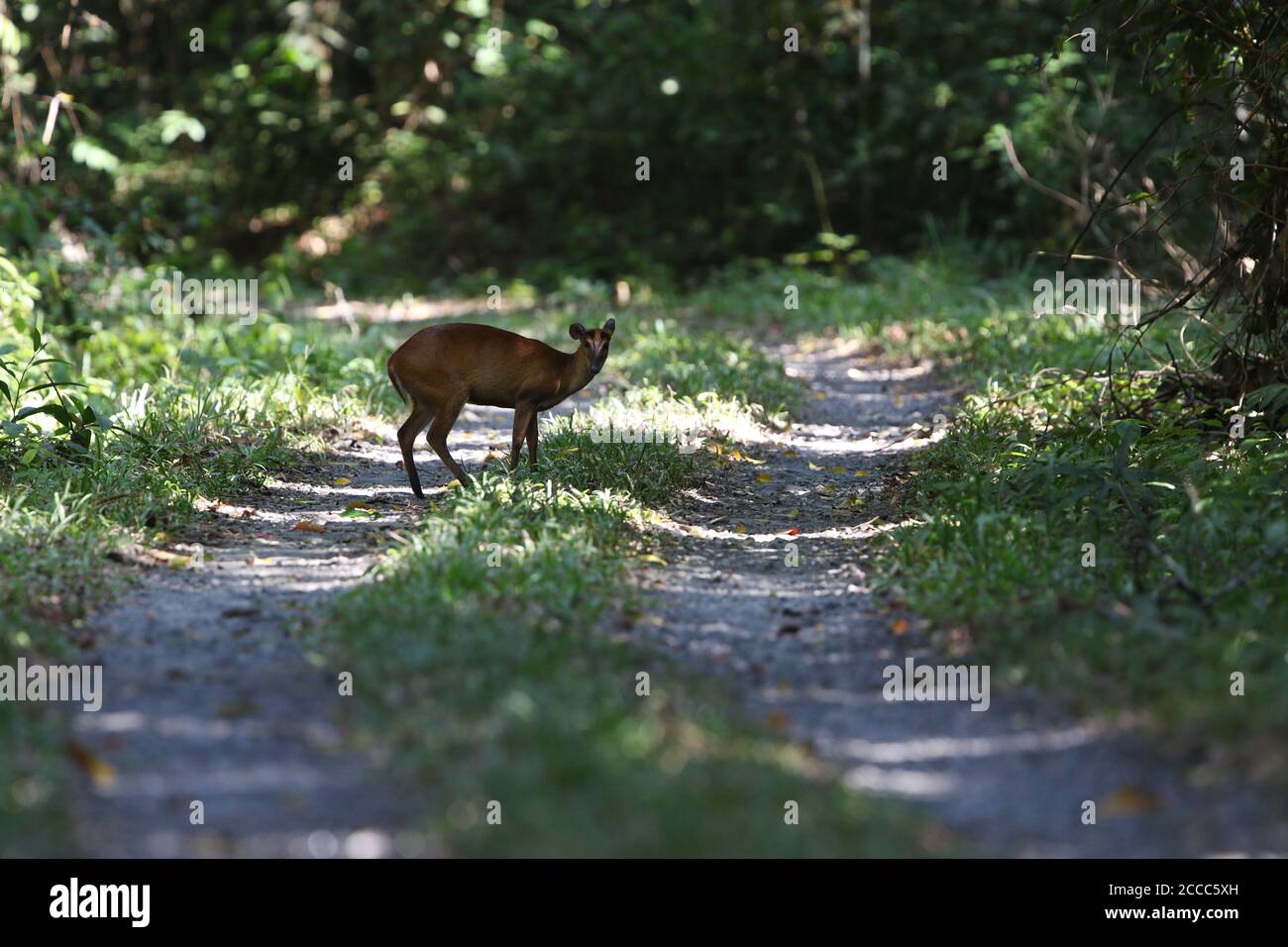Indian muntjac hi-res stock photography and images - Alamy