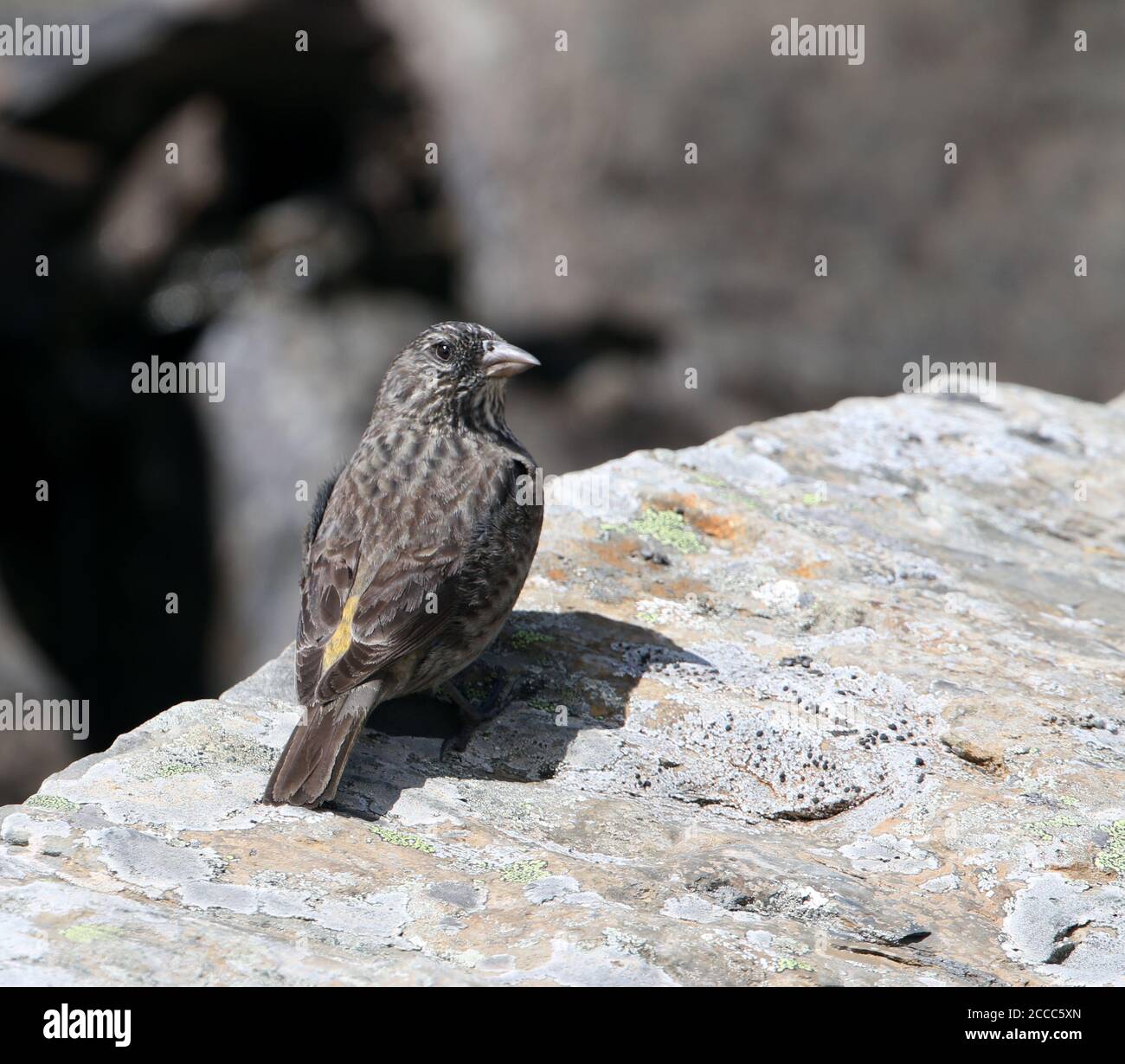 Female Red-fronted Rosefinch (Carpodacus puniceus) at Balang Shan ...