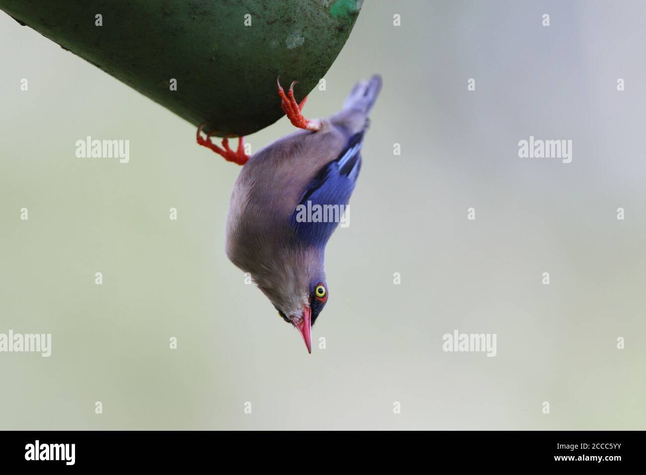 Sitta Frontalis High Resolution Stock Photography and Images - Alamy