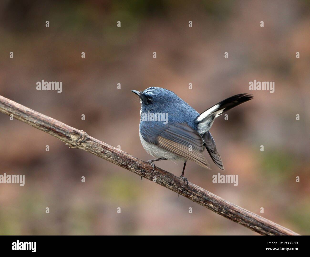 Slaty blue flycatcher hi-res stock photography and images - Alamy