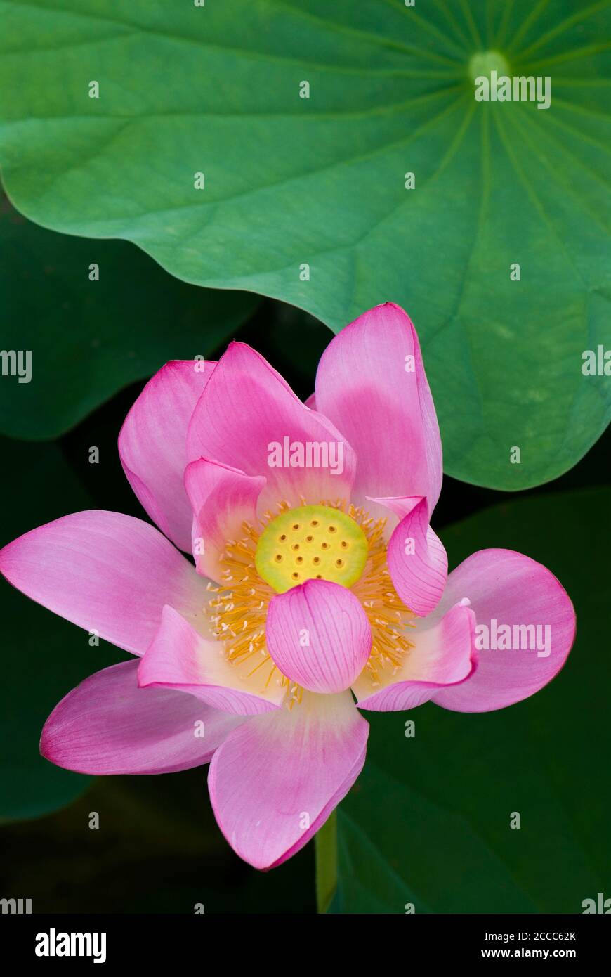 Beautiful lotus flower in the garden Stock Photo - Alamy