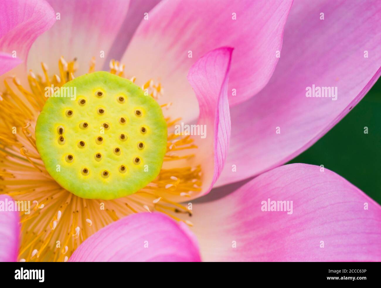Beautiful lotus flower in the garden Stock Photo - Alamy