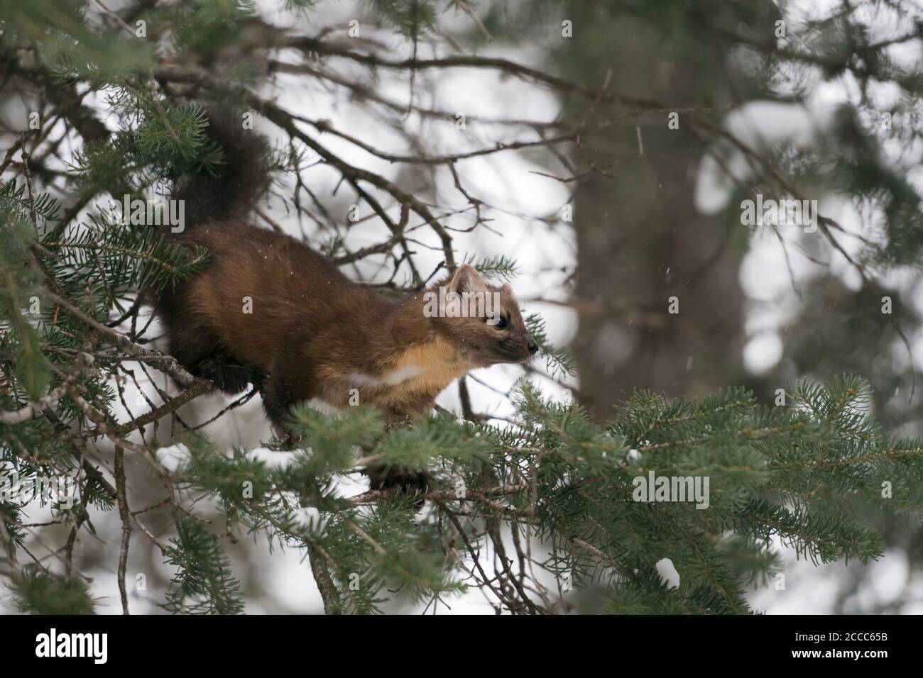 Marten hunting tree hi-res stock photography and images - Alamy