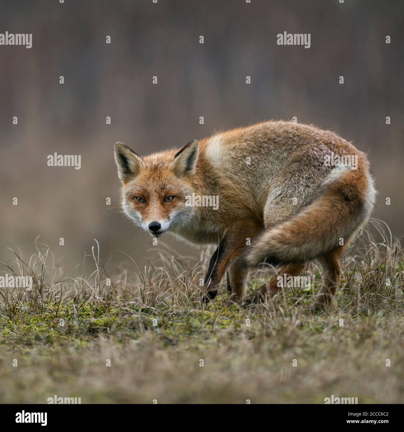 Red Fox / Rotfuchs ( Vulpes vulpes ) adult , in typical surrounding ...