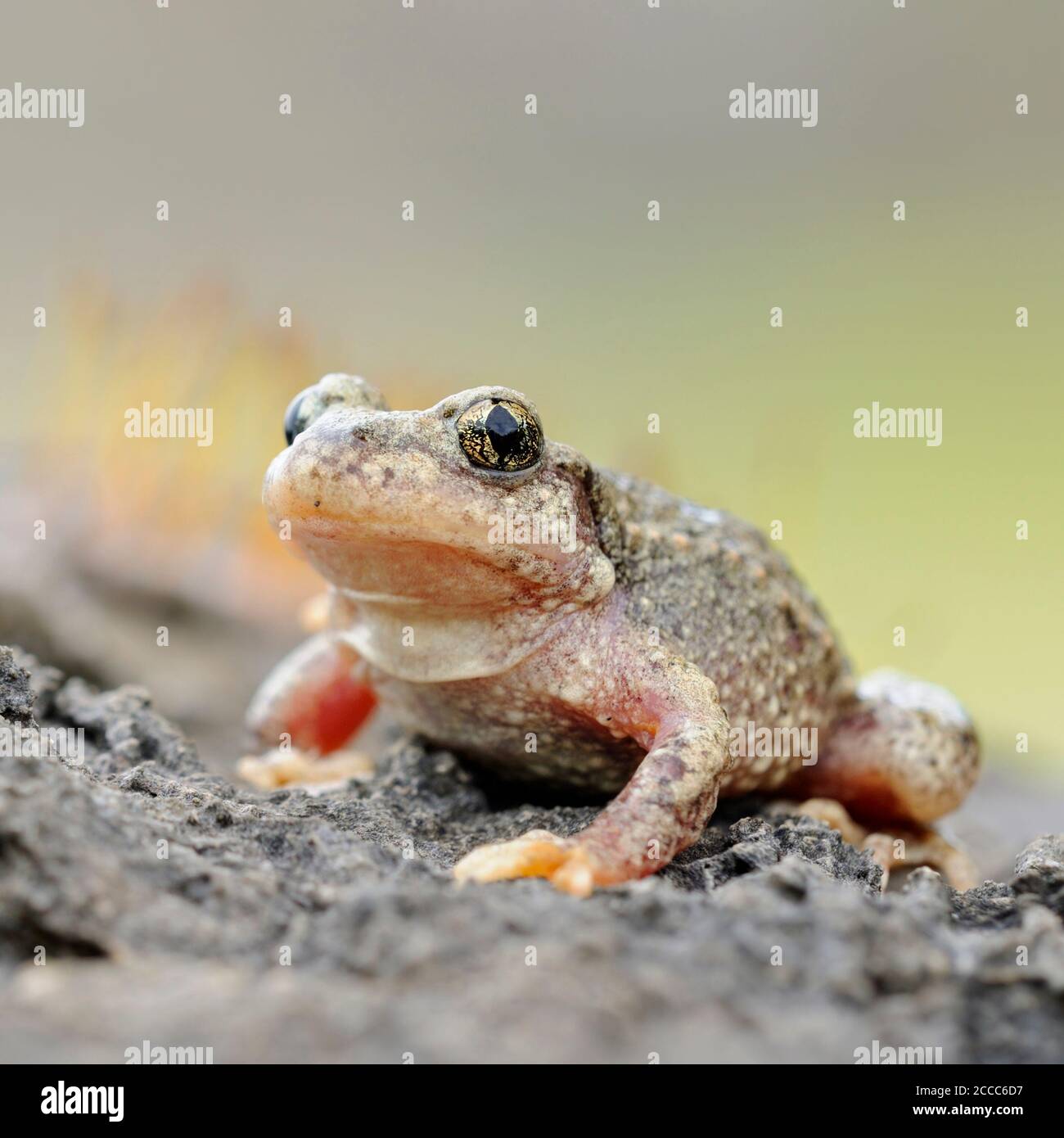 Common Midwife Toad / Geburtshelferkroete ( Alytes obstetricans ...