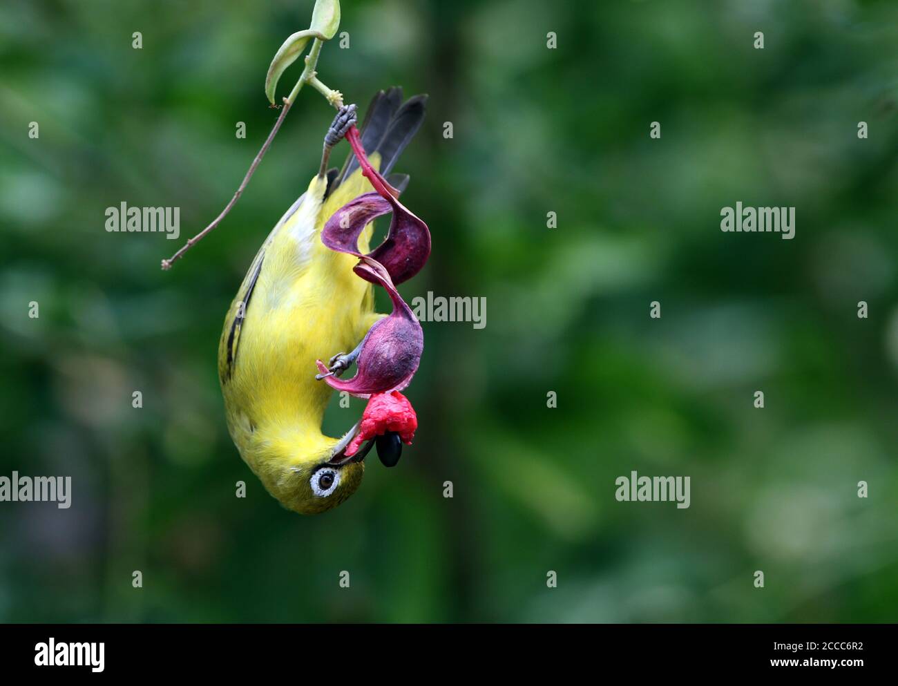 Lemon-bellied White-eye (Zosterops chloris) on the Lesser Sunda island ...