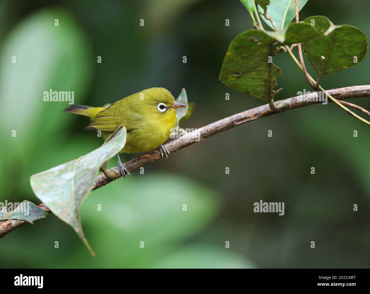 Meratus White-eye (undescribed Meratus form) in the Meratus Mountains ...