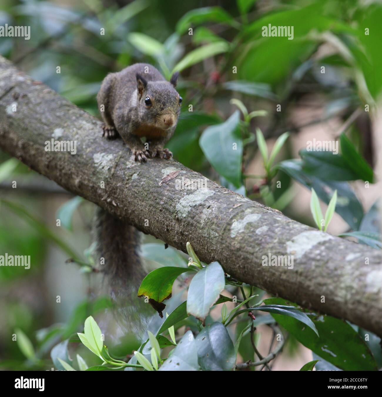 Prosciurillus leucomus hi-res stock photography and images - Alamy
