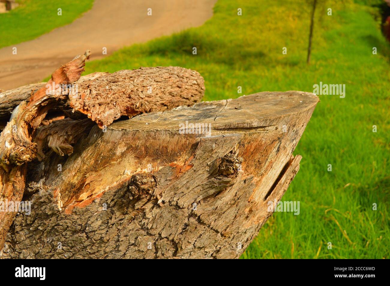 image shows a cut tree bark in a lawn. Represents deforestation and ...