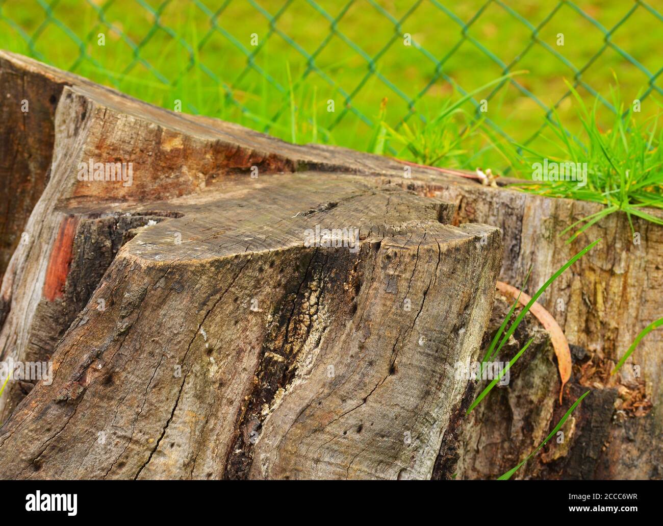 image shows a cut tree bark in a lawn. Represents deforestation and ...