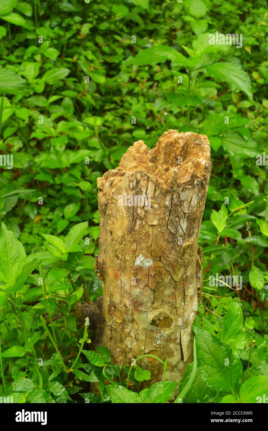 image shows a cut tree bark in a lawn. Represents deforestation and ...