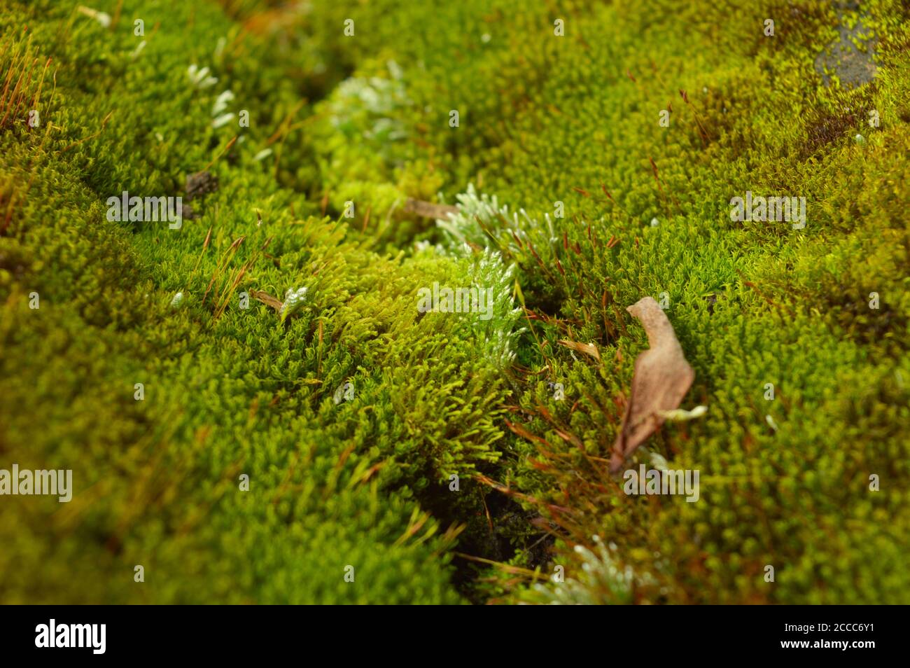 Nonvascular Plants Moss