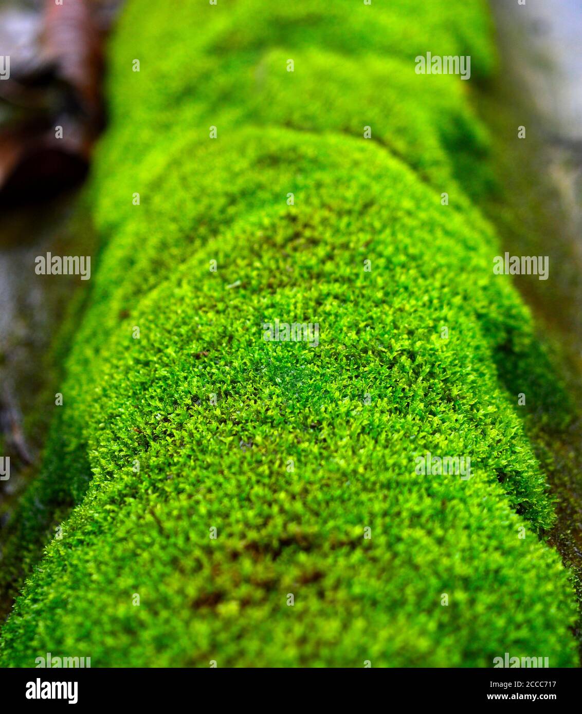 moss or Bryophyta, are small, non-vascular flowerless plants that ...