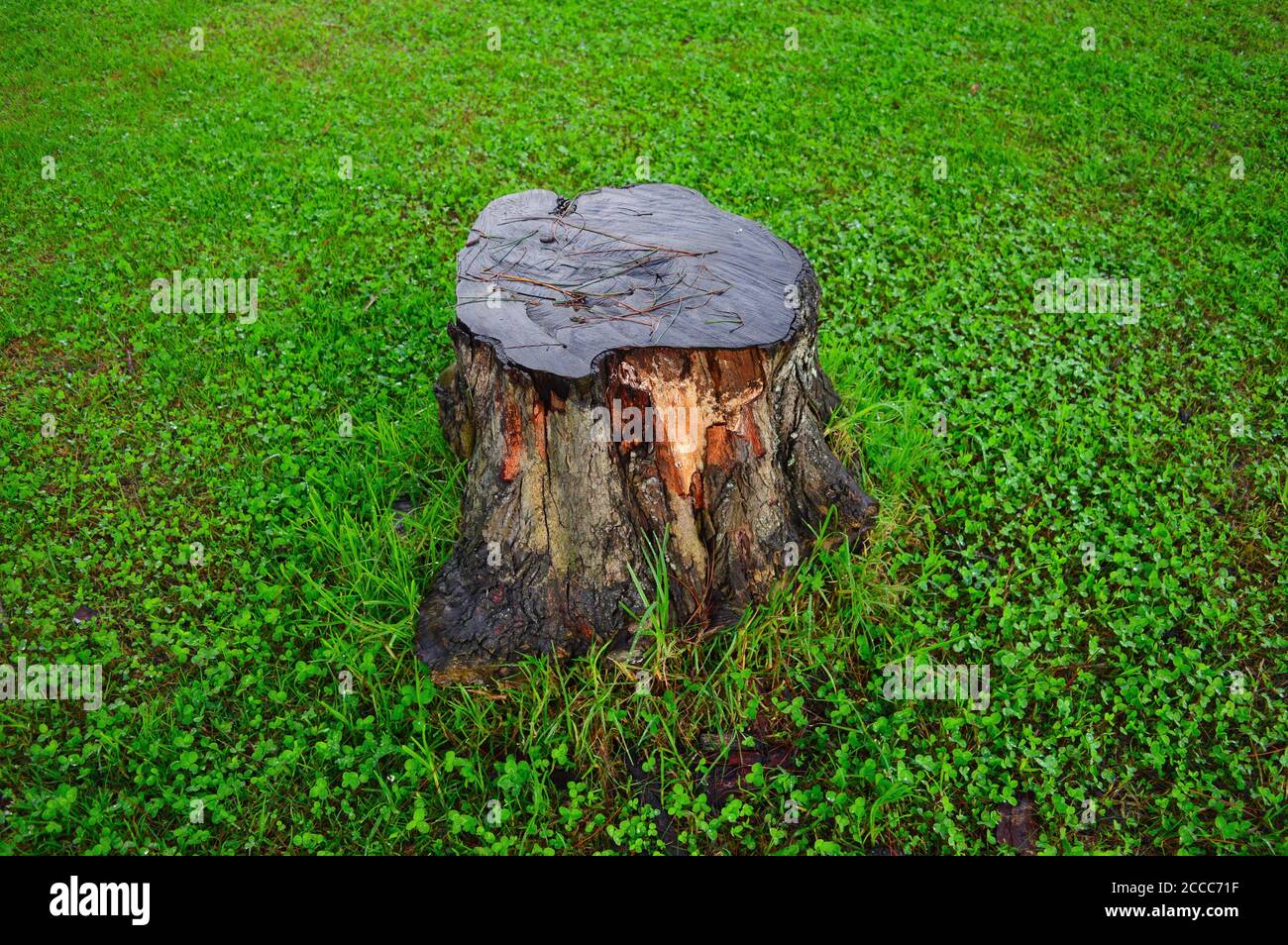image shows a cut tree bark in a lawn. Represents deforestation and ...