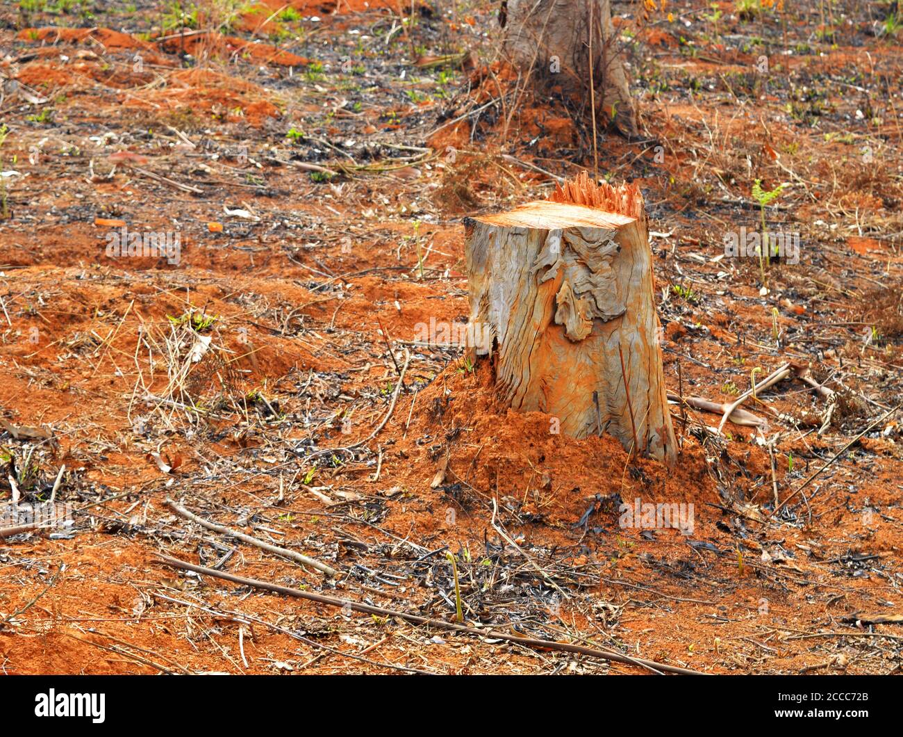 image shows a cut tree bark in a lawn. Represents deforestation and ...