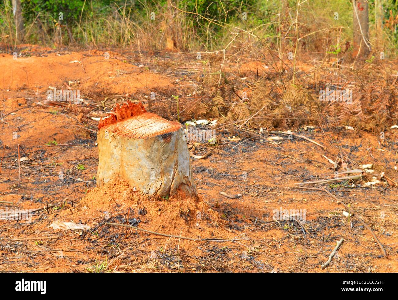 image shows a cut tree bark in a lawn. Represents deforestation and ...