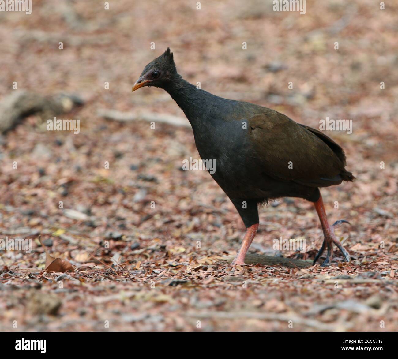 Orange-footed Scrubfowl (Megapodius reinwardt) walking on a rocky floor ...