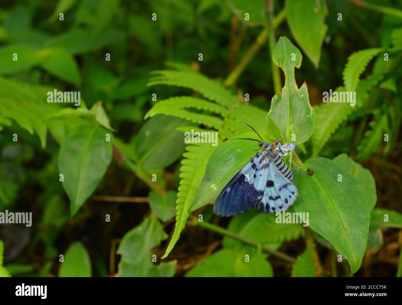 blue butterfly with damaged wings on a plant. Represents equality and ...