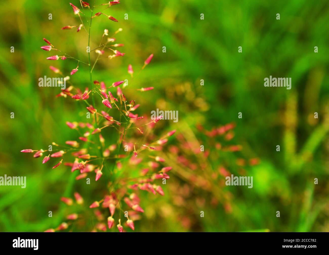 Non vascular flowerless plant hi-res stock photography and images - Alamy