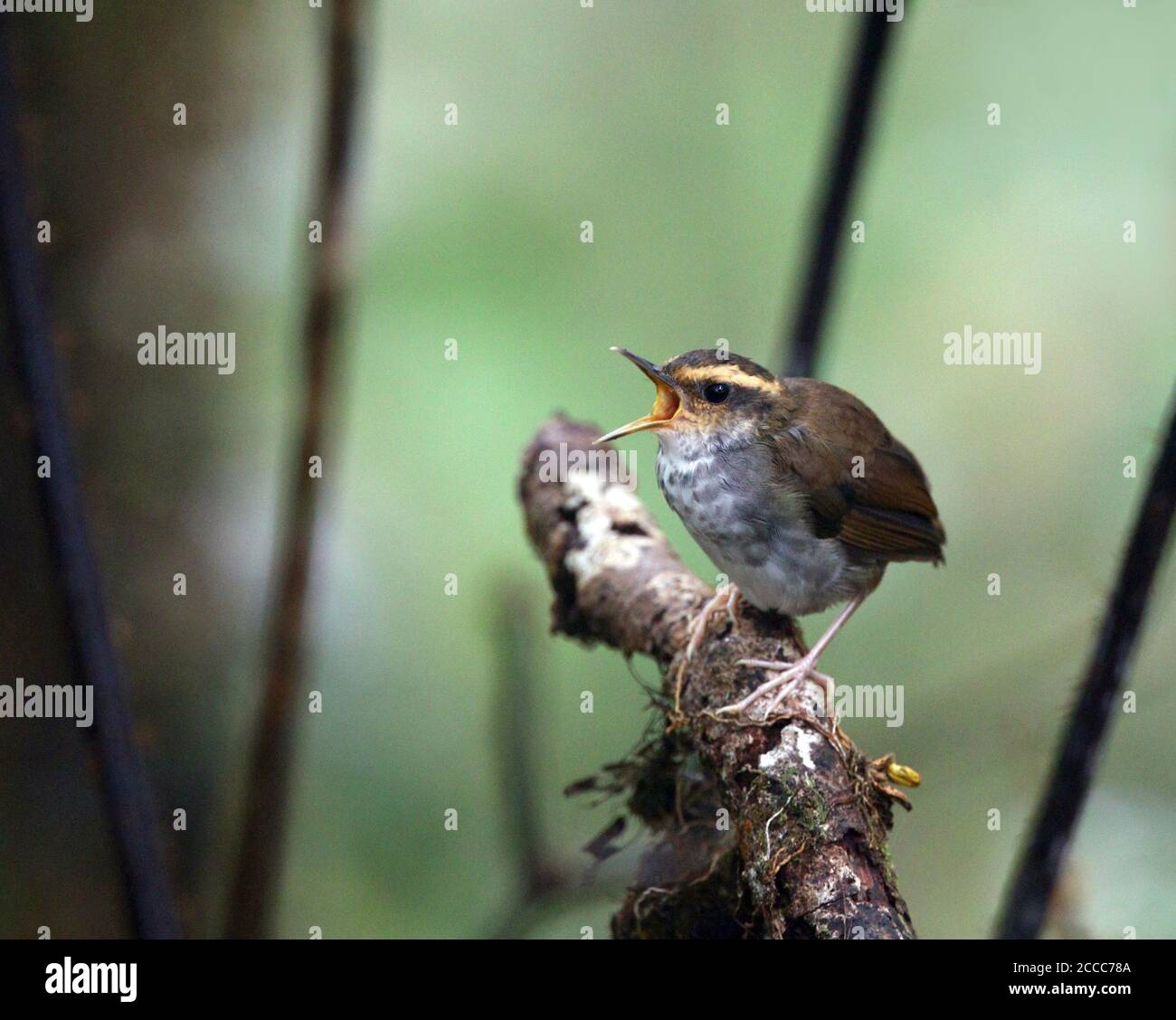 Singing Bornean Stubtail (Urosphena whiteheadi) in undergrowth of ...