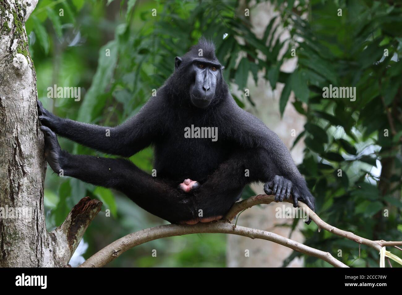 Celebes crested or Sulawesi crested macaque (Macaca nigra) perched with ...