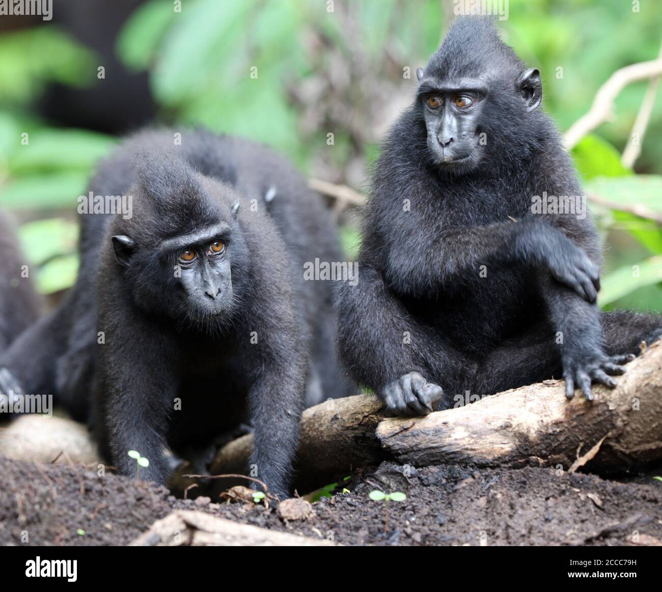 Critically endangered Celebes Crested Macaque (Macaca nigra) in ...
