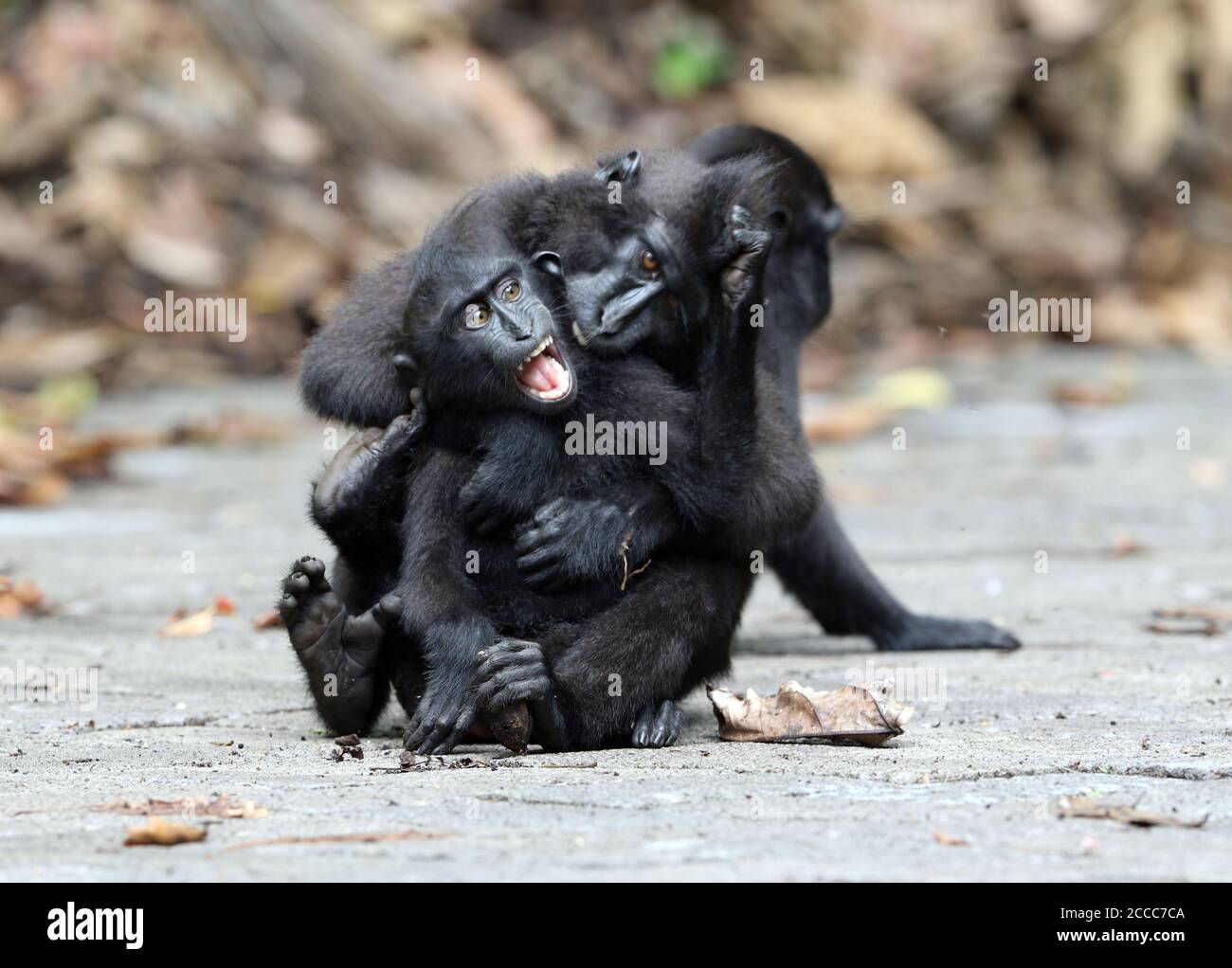 Celebes crested or Sulawesi crested macaque (Macaca nigra) young ...