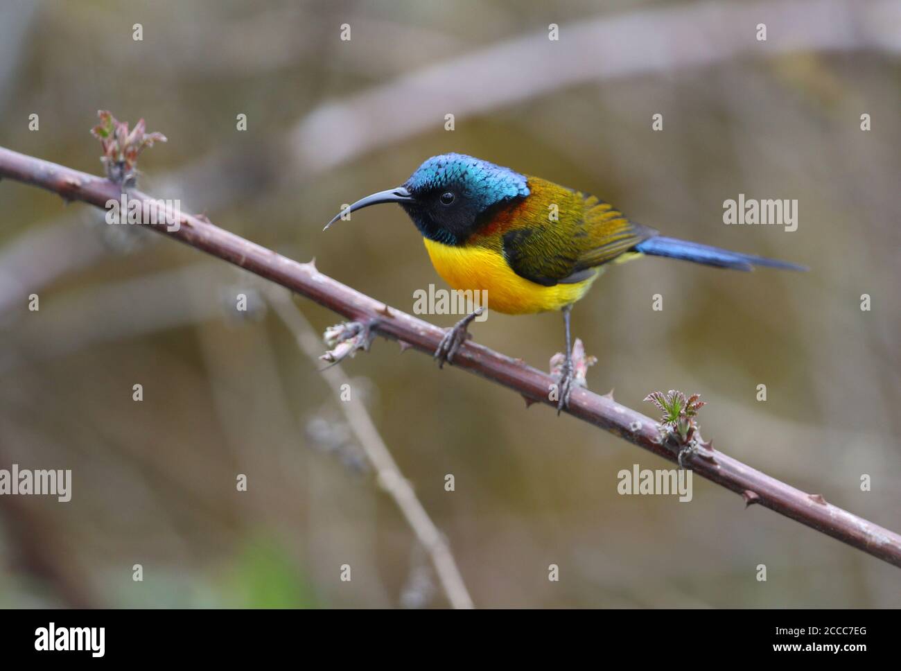 Male Green-tailed Sunbird (Aethopyga nipalensis) perched on a branch in ...