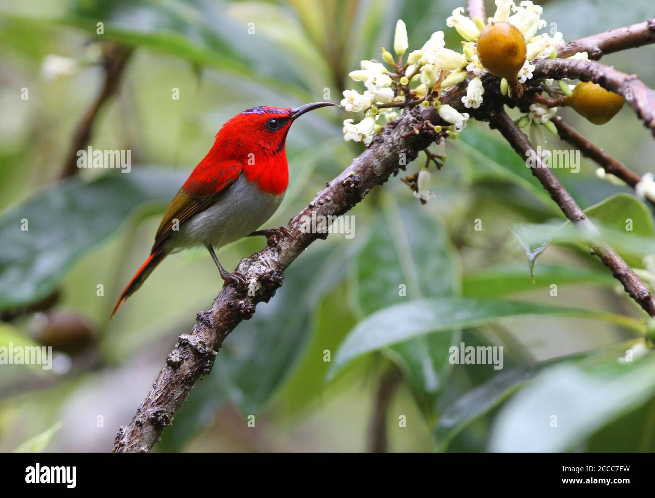 Adult male Temminck's Sunbird (Aethopyga temminckii) in montane forest ...