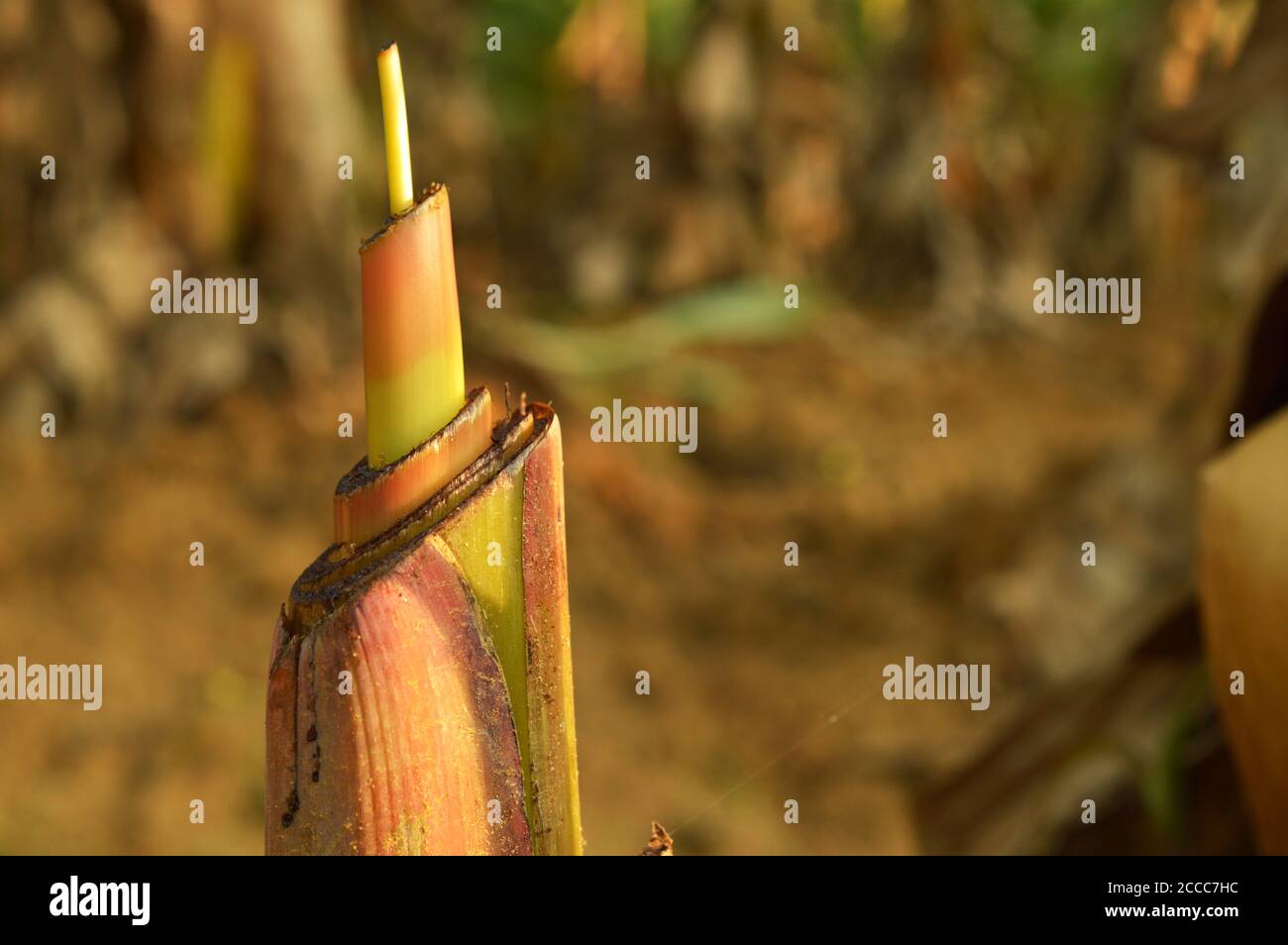 showing the power of nature. Even from a dead bark of a banana tree a ...