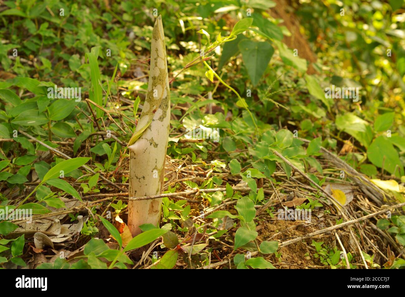 the elephant yam plant has a pattern similar to military uniform ...