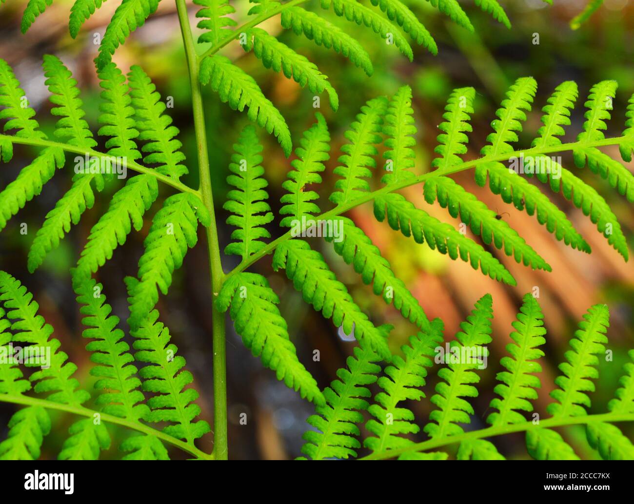 Fern Leaves comes in an abundance of colours, shapes and sizes, from ...