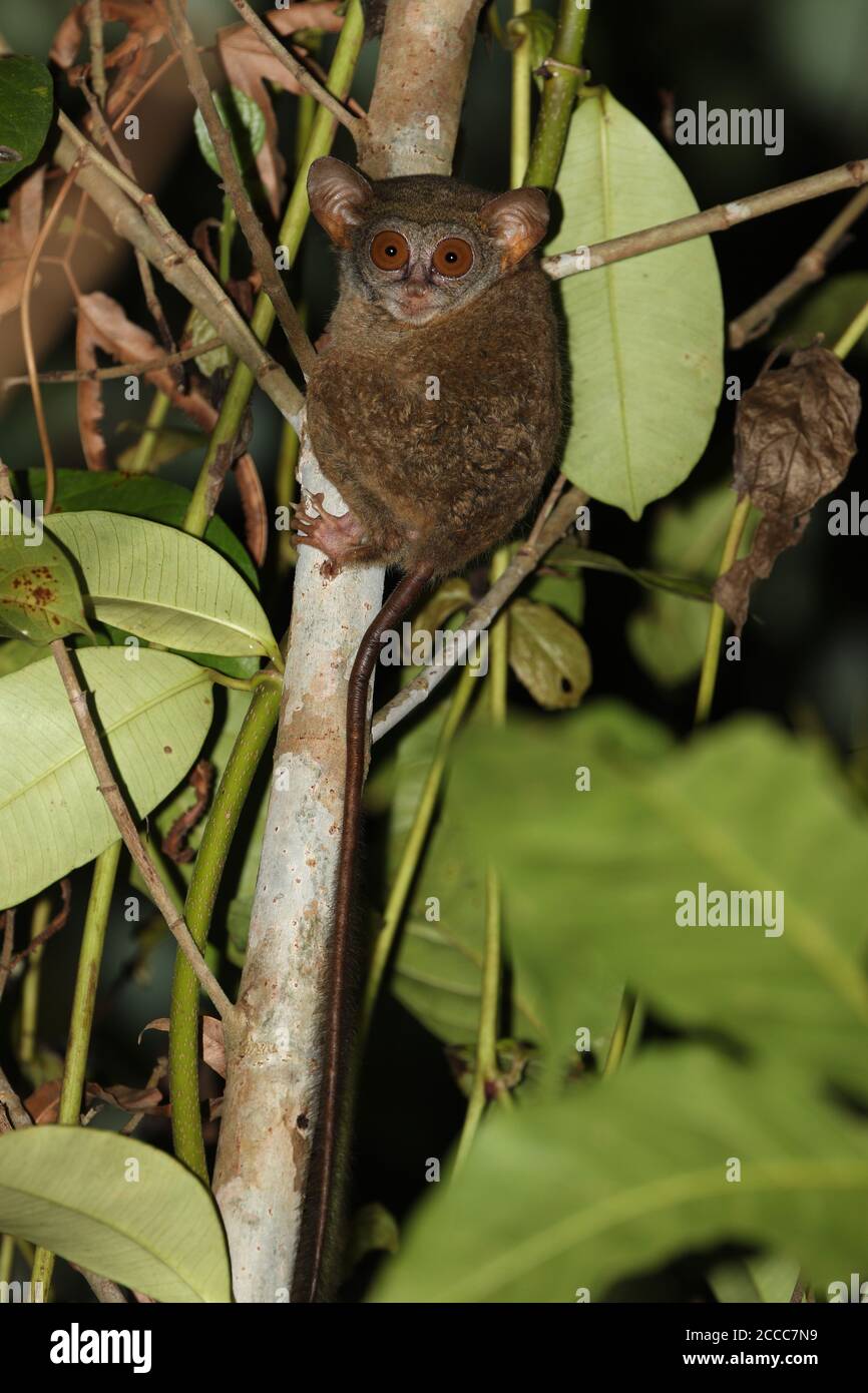 Tarsius species hi-res stock photography and images - Alamy